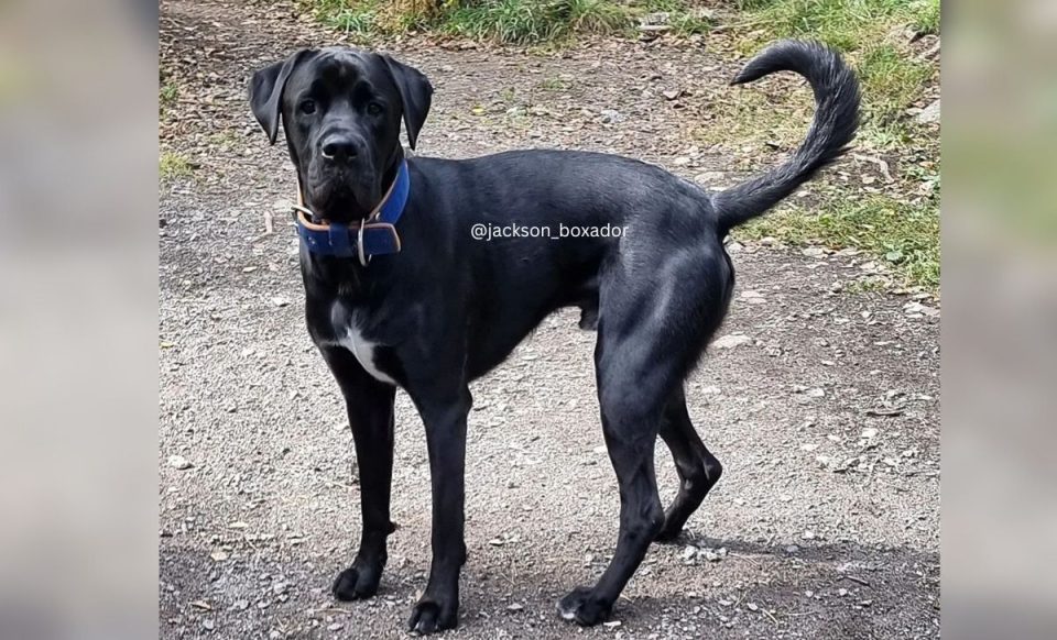 41 Labrador Retriever Mixes For Families (With Pictures)