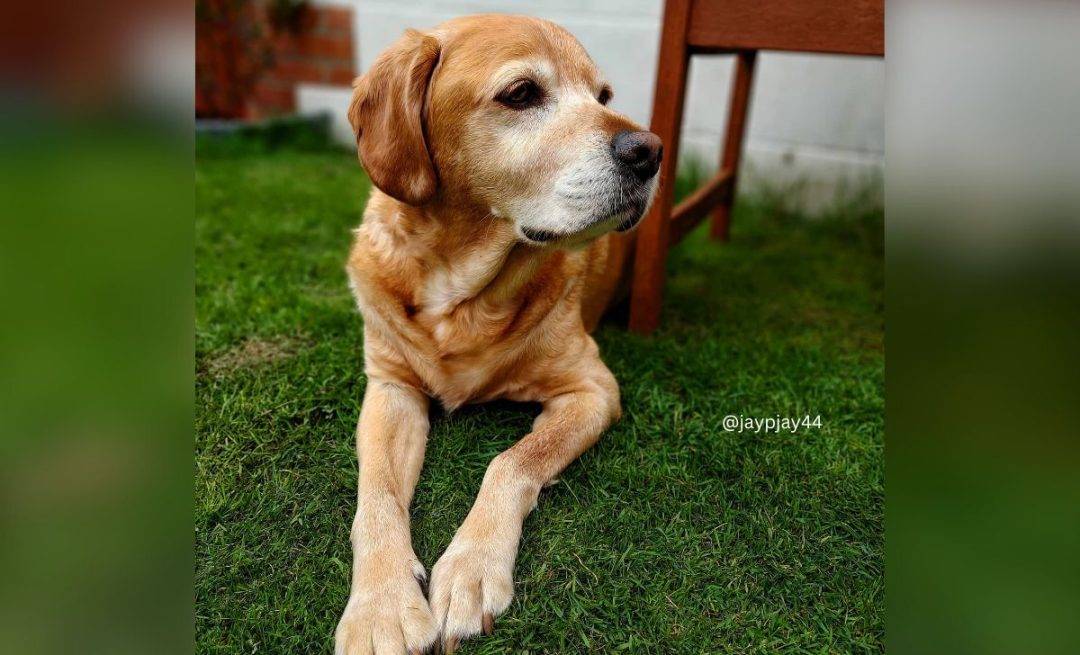 41 Labrador Retriever Mixes For Families (With Pictures)