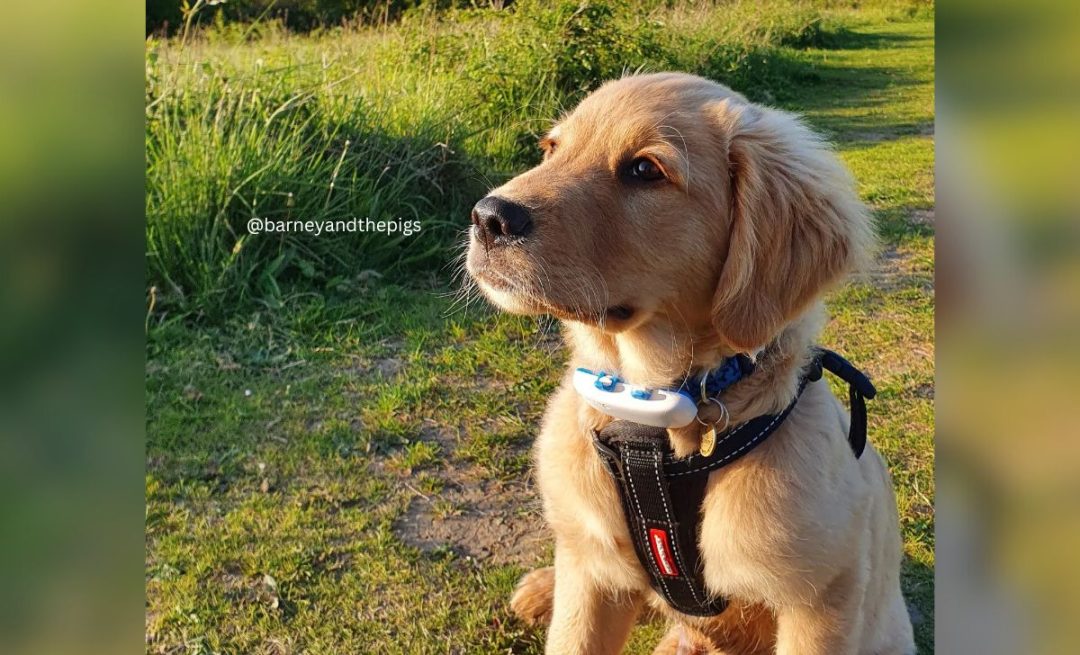 41 Labrador Retriever Mixes For Families (With Pictures)