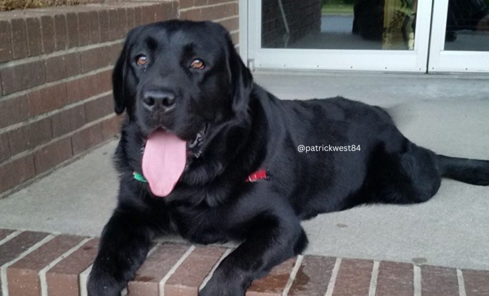 41 Labrador Retriever Mixes For Families (With Pictures)