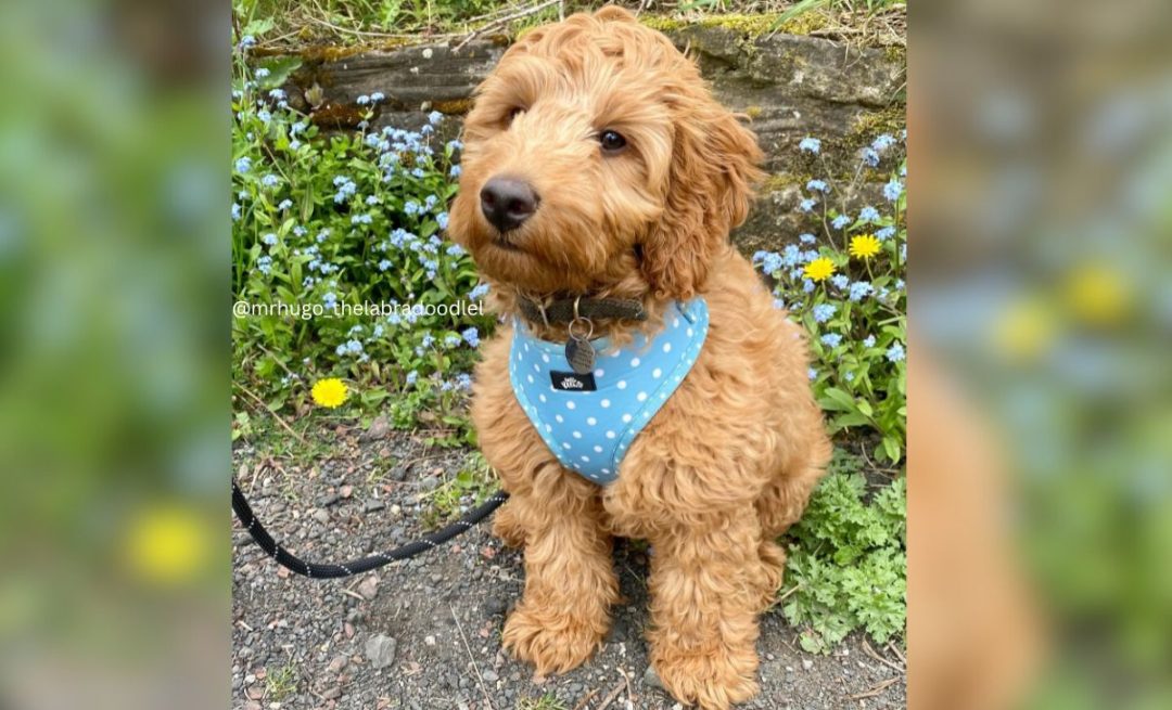 41 Labrador Retriever Mixes For Families (With Pictures)