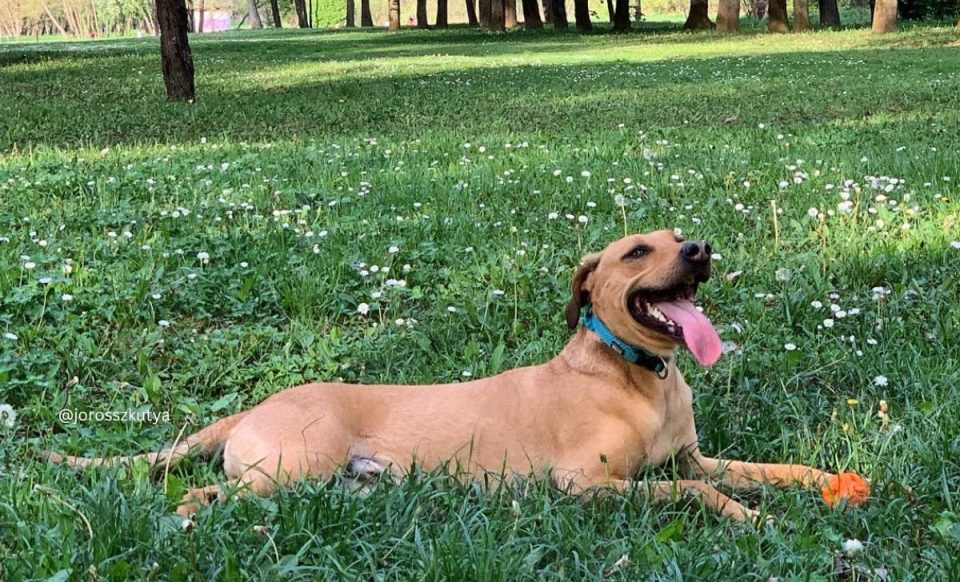 41 Labrador Retriever Mixes For Families (With Pictures)