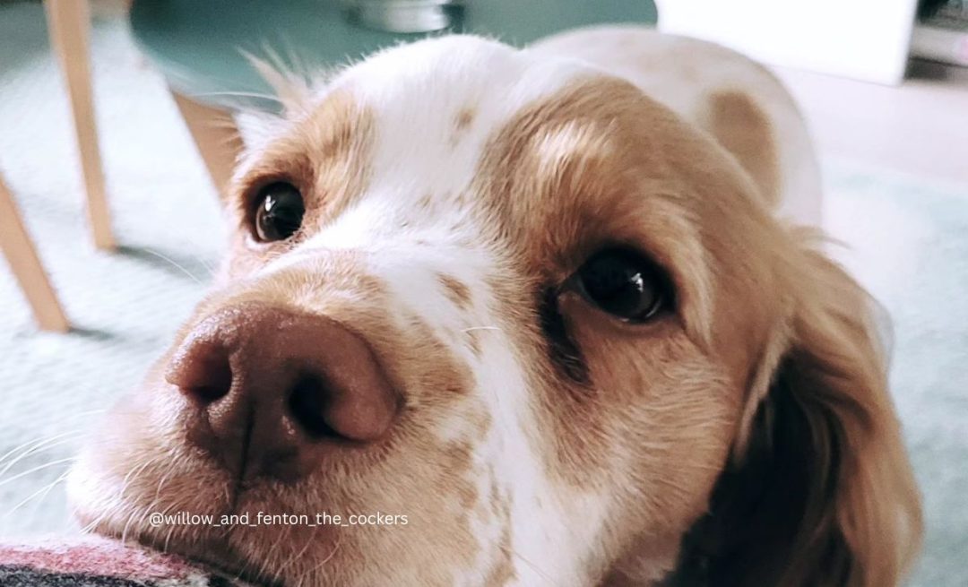 25+ Cocker Spaniel Colors And Patterns (With Pictures)