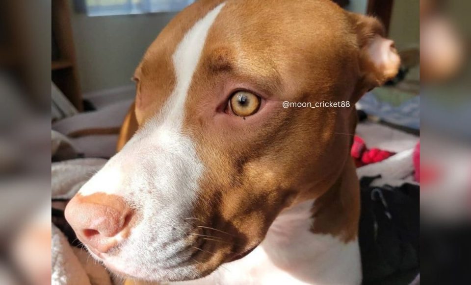 35 Pitbull Colors You'll Fall In Love With (With Pictures)