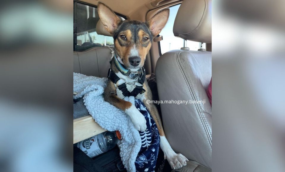 4 Classic Basenji Colors, 5 Rare Hues & 4 Stunning Markings