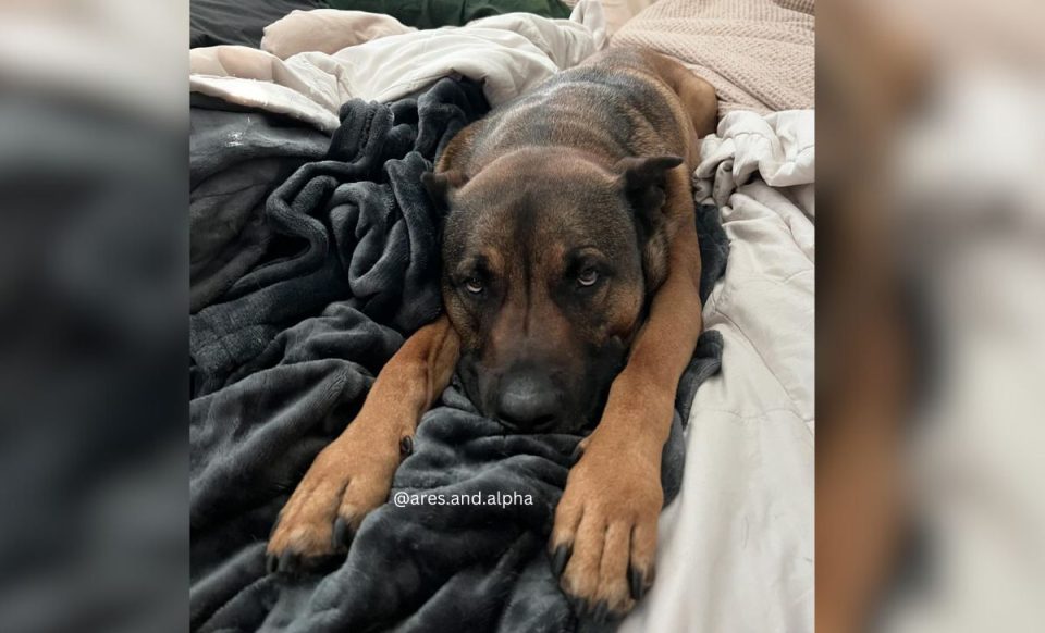 33 Pitbull Mixes That Fit Various Lifestyles (With Pictures)
