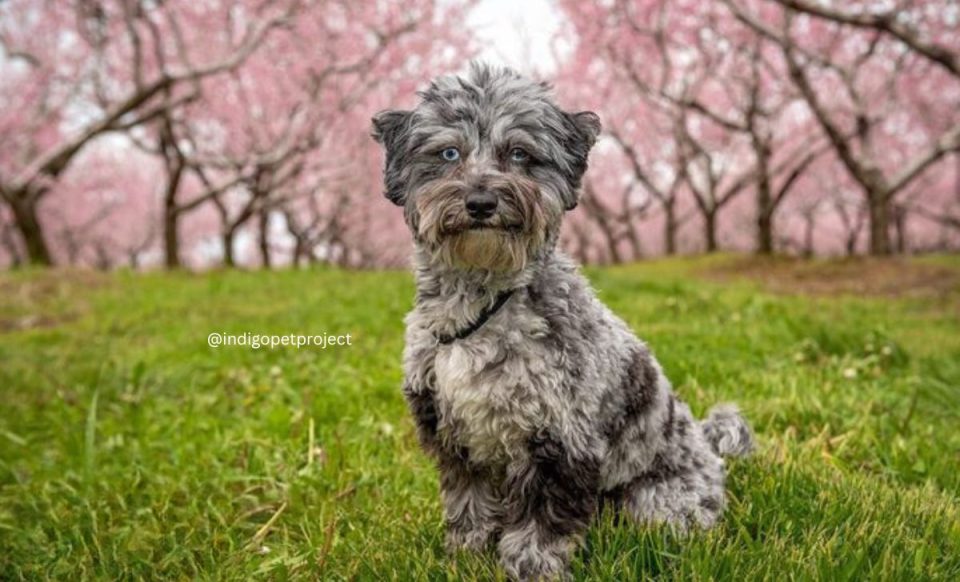 The 27 Intriguing Havanese Colors And Patterns (With Pictures)