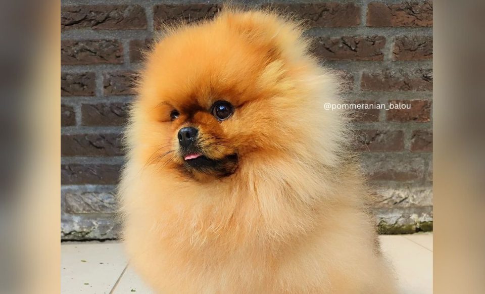 The 25 Absolutely Stunning Pomeranian Colors (With Pictures)
