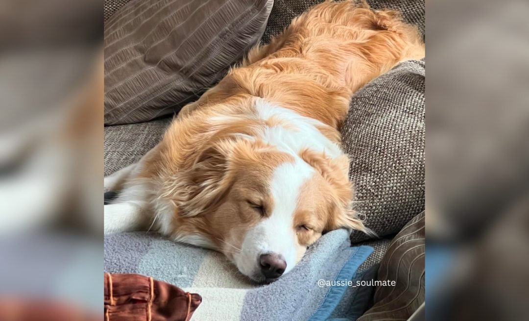 19 Australian Shepherd Colors You Never Knew Existed