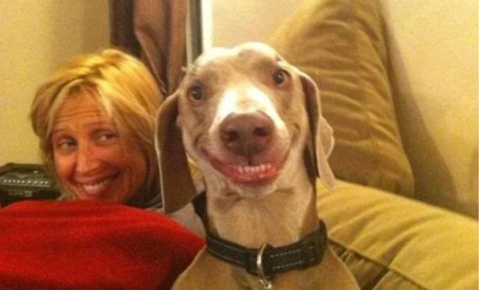 17 Dogs That Look Like Humans (With Photos)