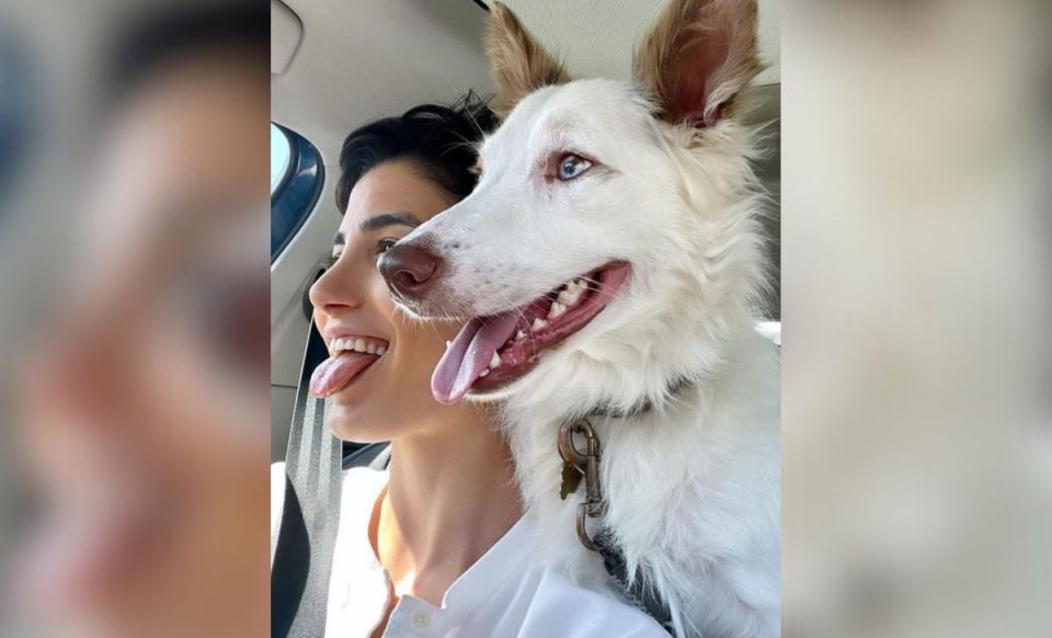 17 Dogs That Look Like Humans (With Photos)