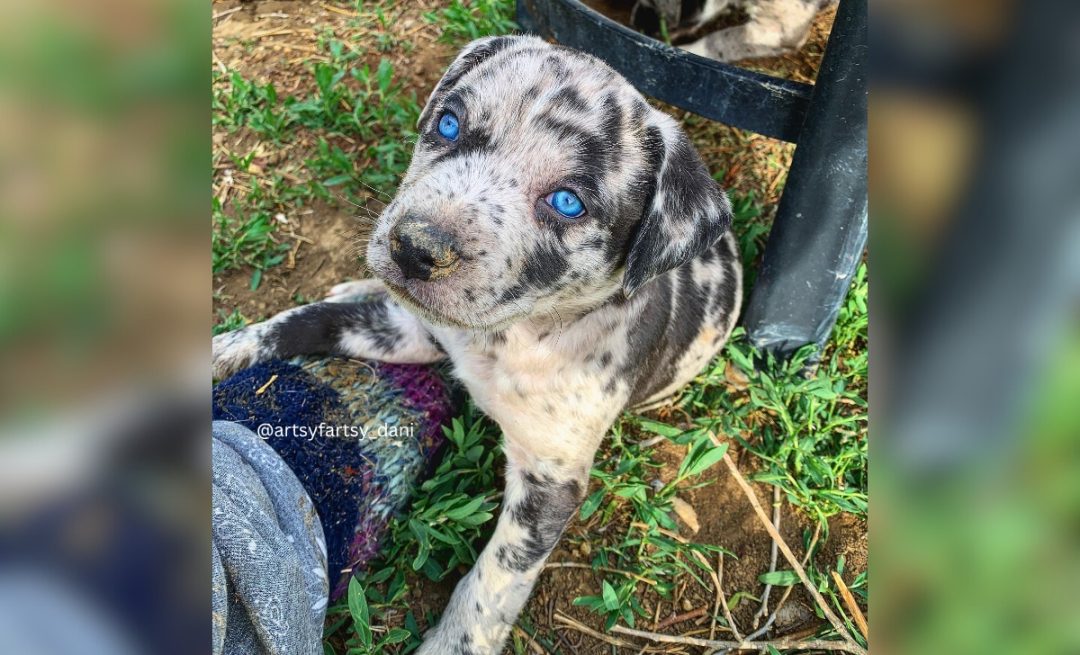 37 Australian Shepherd Mixes You Just Have To See