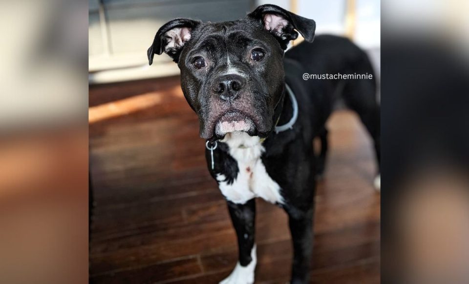 33 Pitbull Mixes That Fit Various Lifestyles (With Pictures)