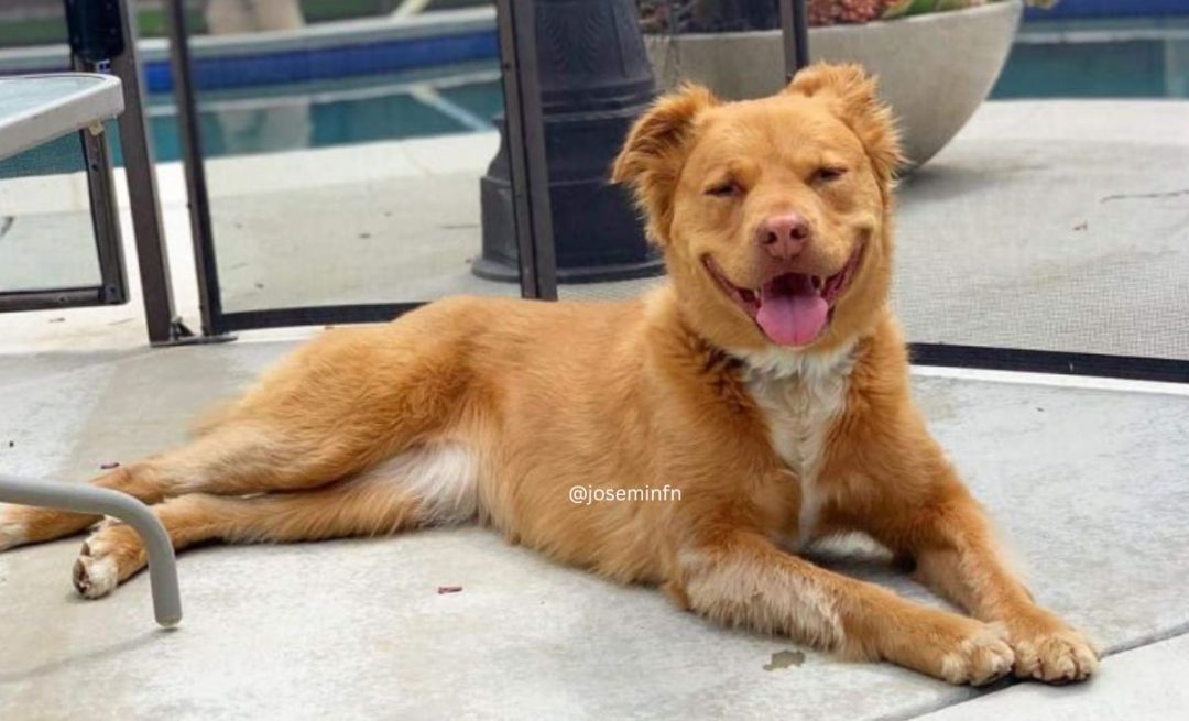 33 Pitbull Mixes That Fit Various Lifestyles (With Pictures)