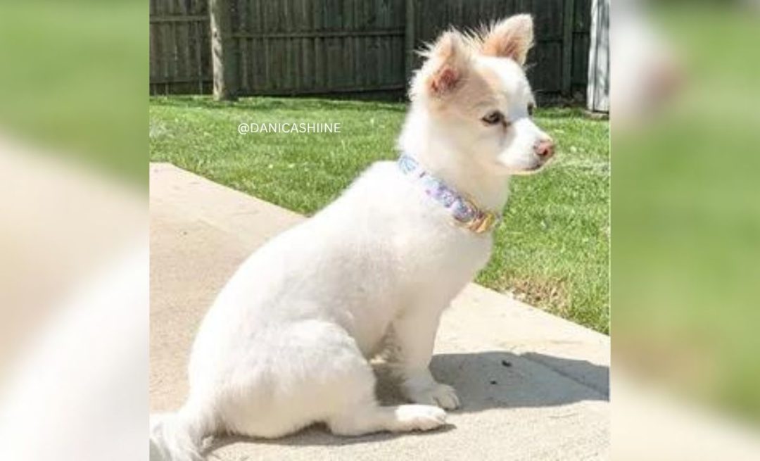 27 Corgi Mixes With Pictures To Show Their Adorableness