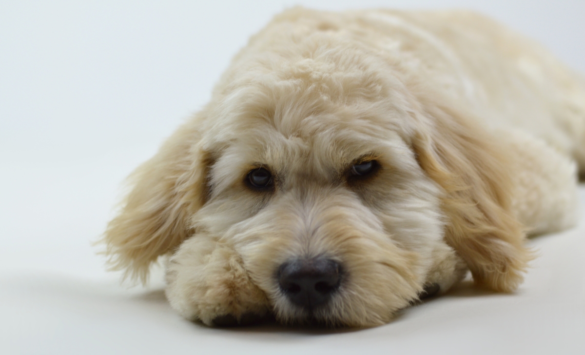 5 Reasons Why Do Dogs Nibble On You And 5 Ways To Stop It