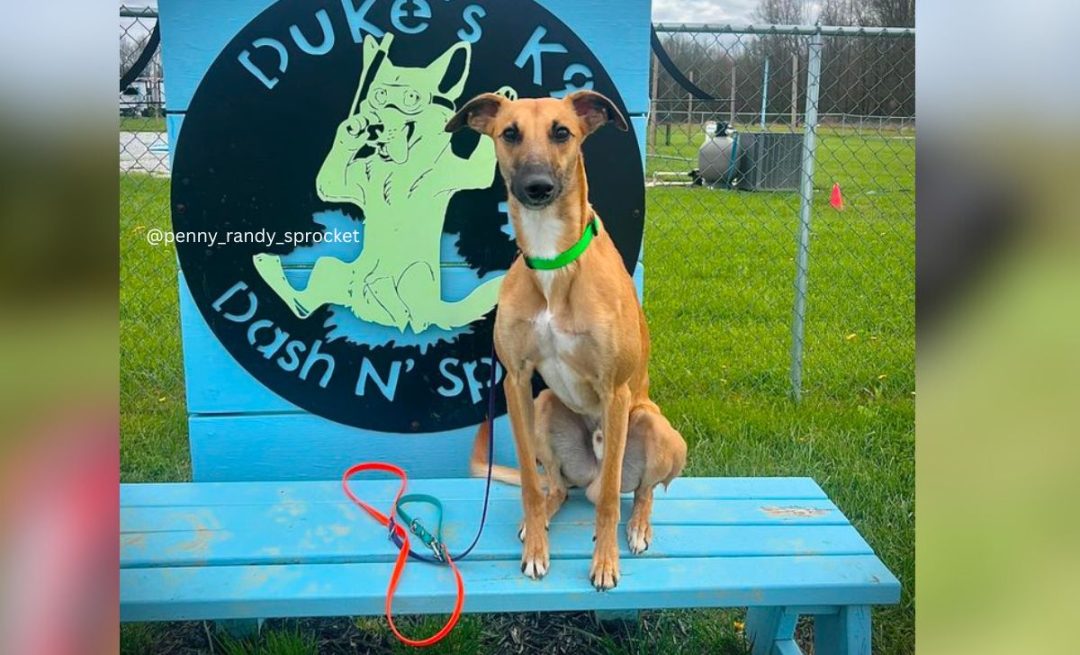 21 Whippet Colors And 6 Unique Marking (With Photos)