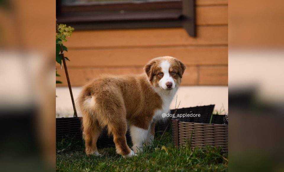 19 Australian Shepherd Colors You Never Knew Existed