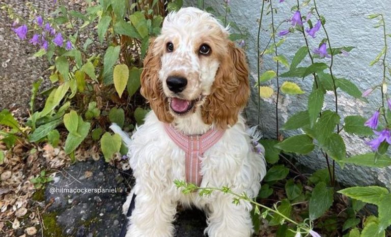 25+ Cocker Spaniel Colors And Patterns (With Pictures)