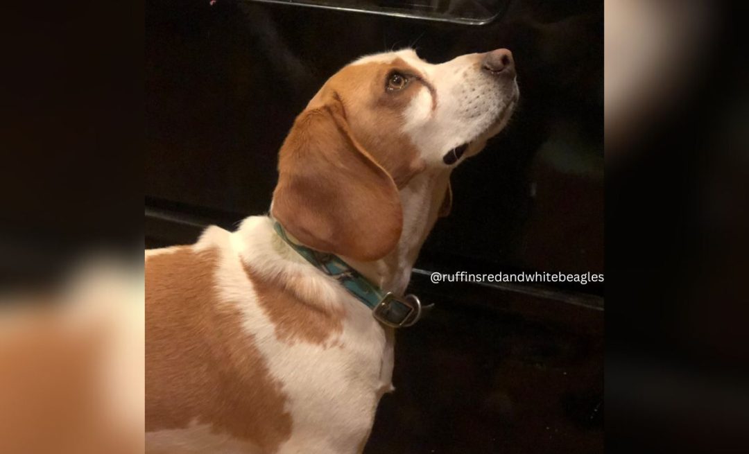 25+ Beautiful Beagle Colors To Unveil (With Pictures)