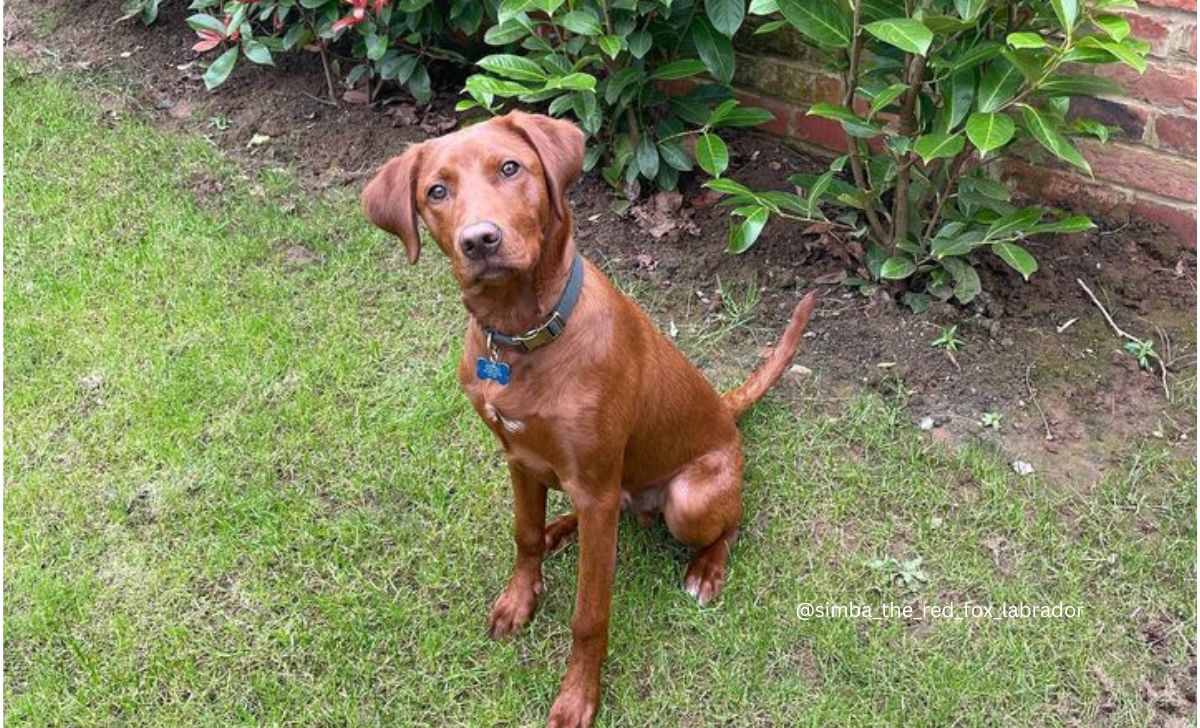 All 7 Labrador Retriever Colors And The Fun Genetics Behind Them