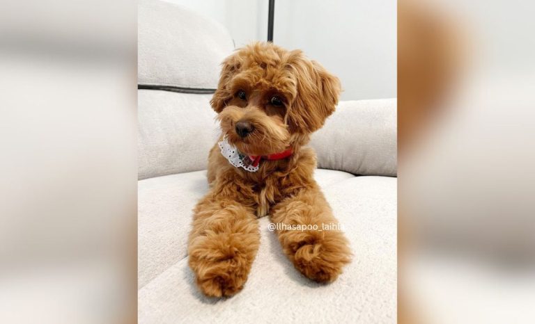 13 Lhasa Apso Colors For All The Dog Lovers (With Pictures)