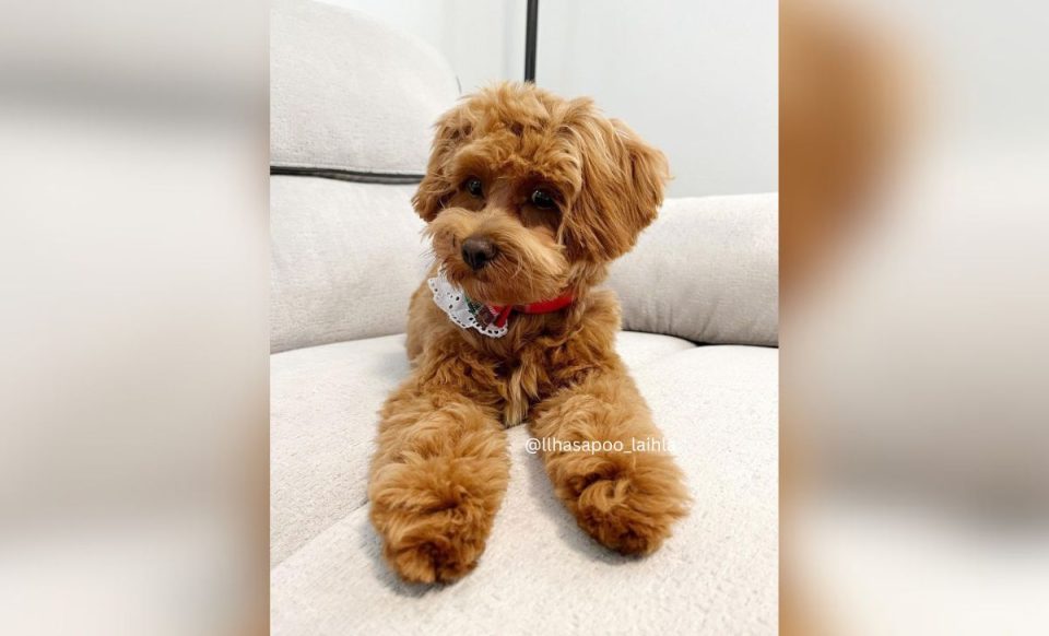 13 Lhasa Apso Colors For All The Dog Lovers (With Pictures)