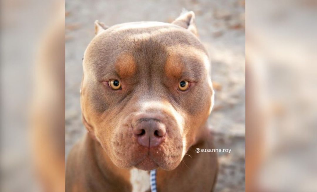 35 Pitbull Colors You'll Fall In Love With (With Pictures)
