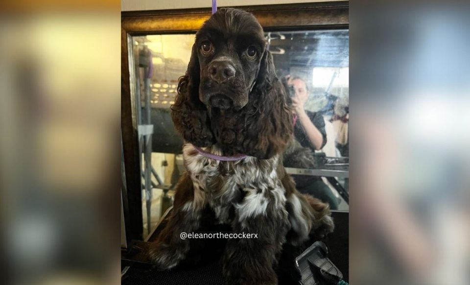 25+ Cocker Spaniel Colors And Patterns (With Pictures)