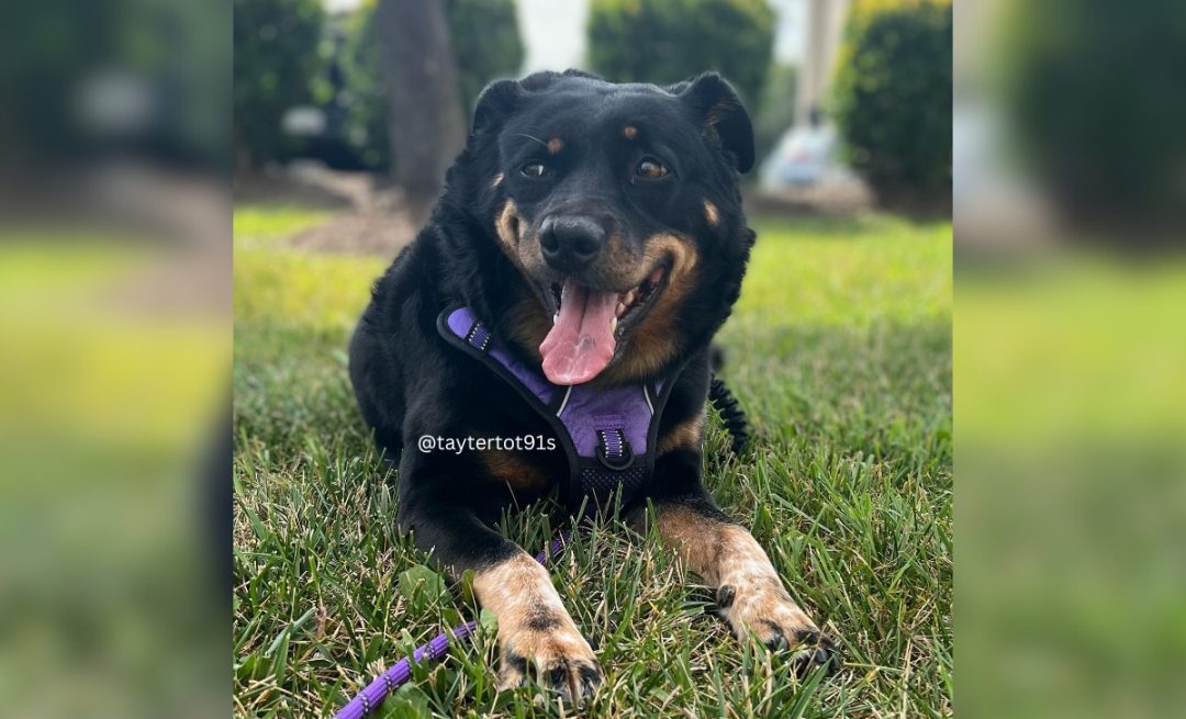 37 Australian Shepherd Mixes You Just Have To See