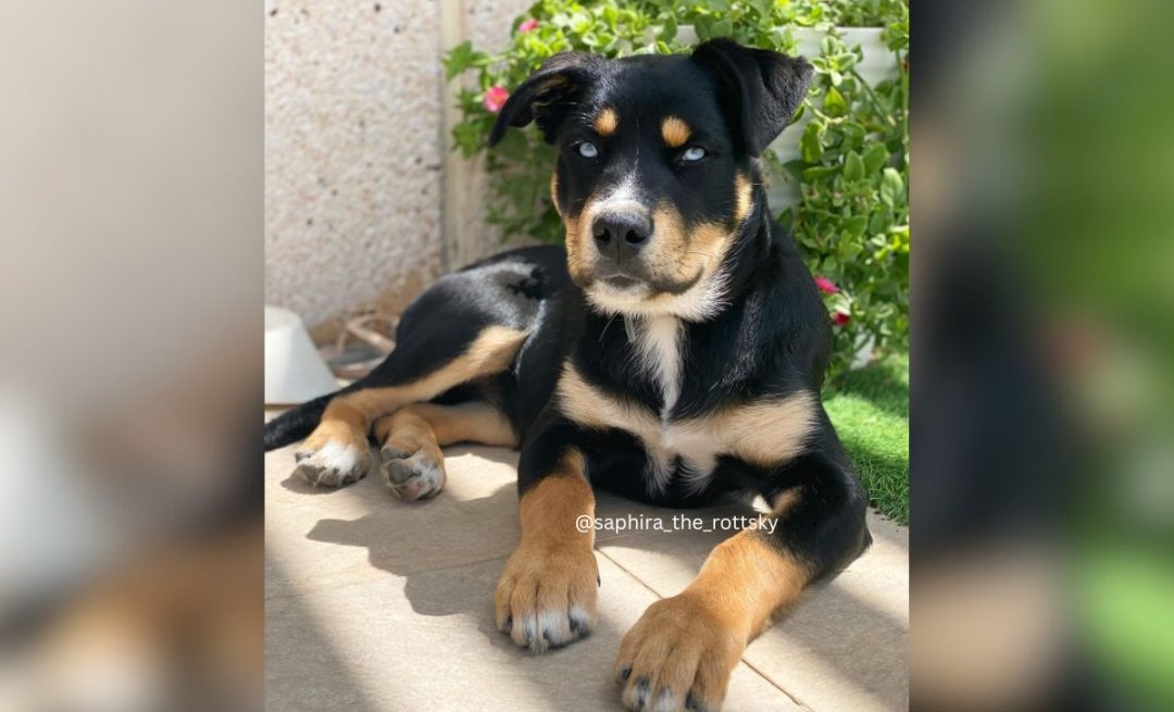 43 Husky Mixes With Unmatched Charm (With Photos)