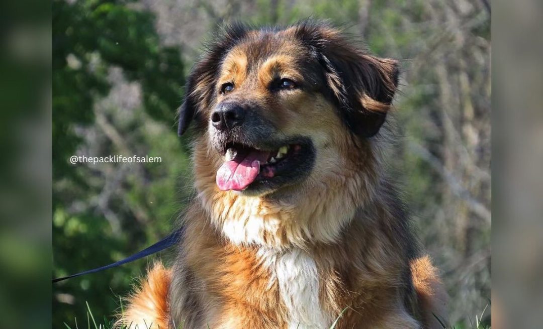 Feast Your Eyes On 35 Amazing Golden Retriever Mixes