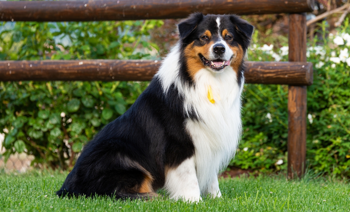 7 Best Australian Shepherd Breeders Ohio Has That You Must Know