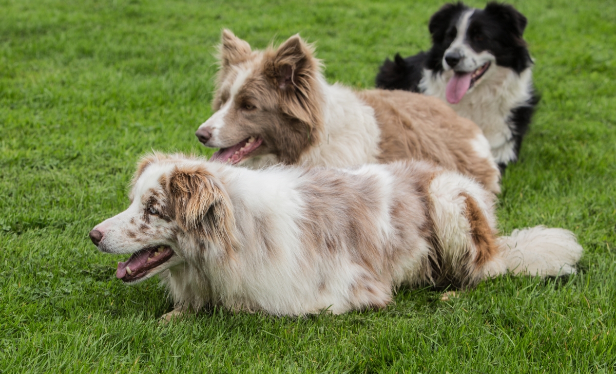 7 Best Australian Shepherd Breeders Ohio Has That You Must Know
