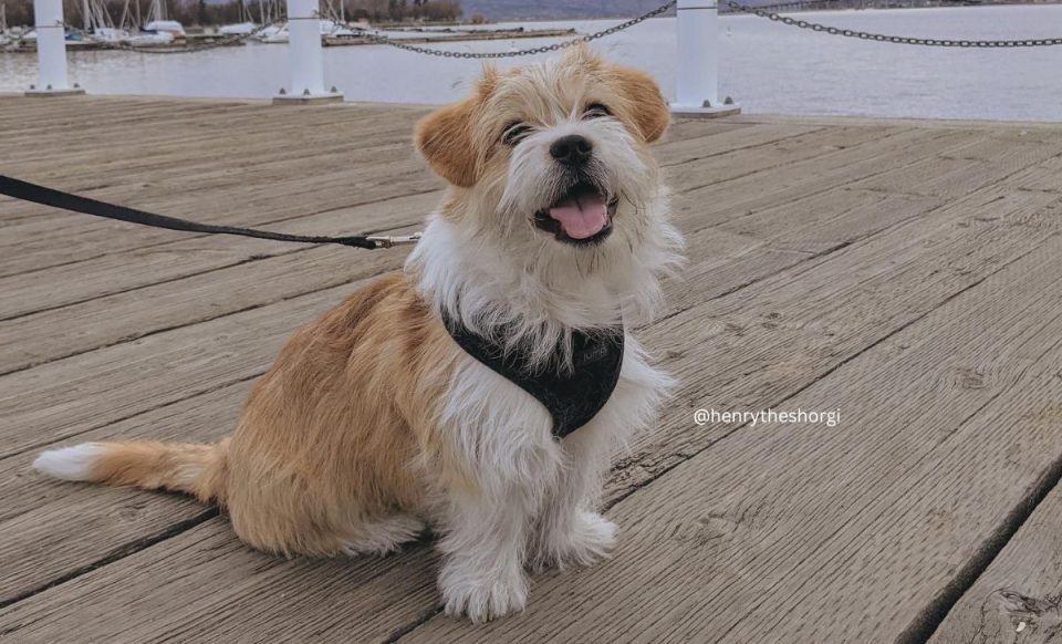 27 Corgi Mixes With Pictures To Show Their Adorableness