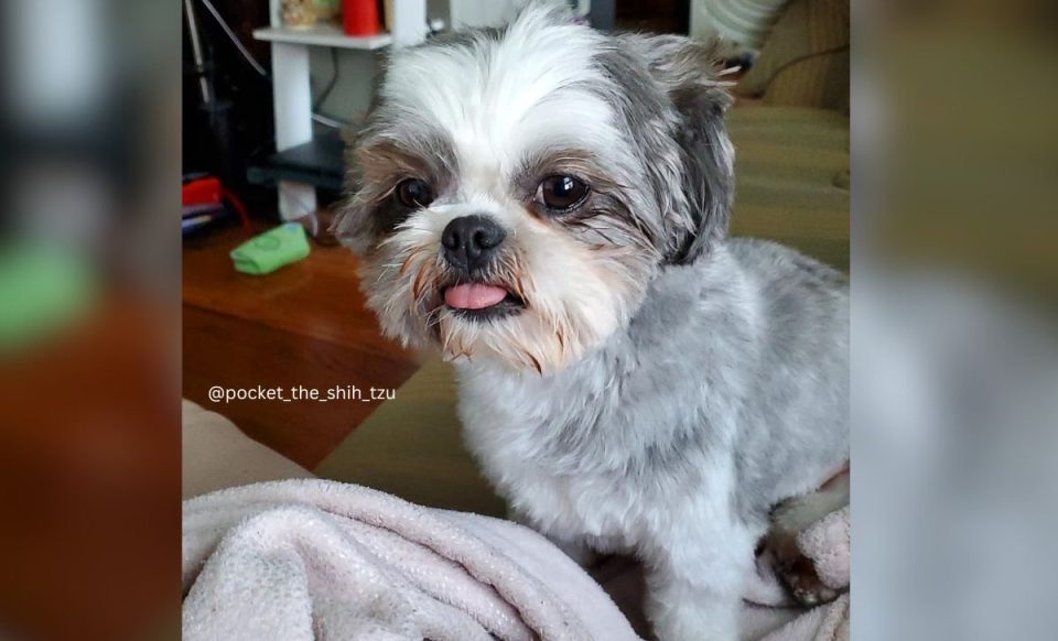 20 Shih Tzu Colors That Will Leave You Breathless