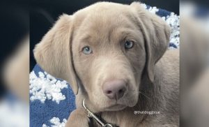 All 7 Labrador Retriever Colors And The Fun Genetics Behind Them