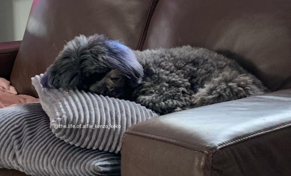 13 Lhasa Apso Colors For All The Dog Lovers (With Pictures)