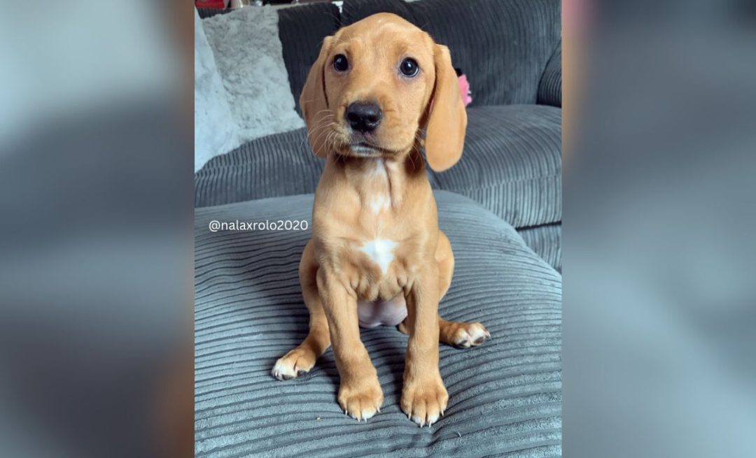 25+ Beautiful Beagle Colors To Unveil (With Pictures)