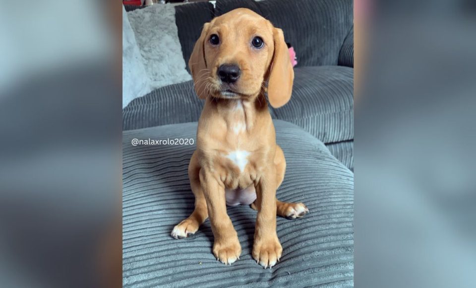 25+ Beautiful Beagle Colors To Unveil (With Pictures)