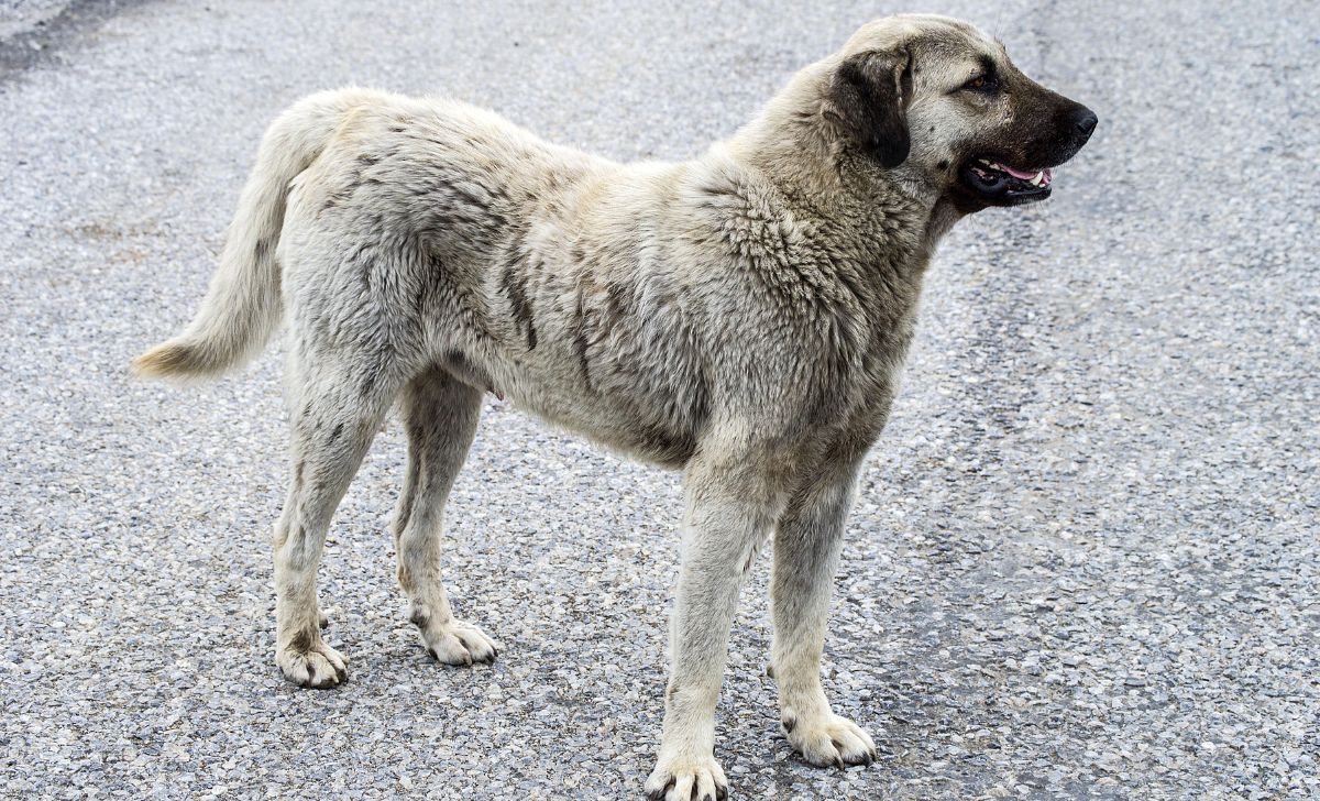 Anatolian Shepherd Growth Chart & 7 Tips To Help Them Grow
