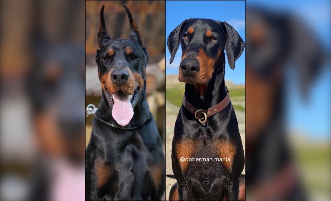 4 Reasons Why Do People Crop Dogs' Ears, And Is It Ok To Do