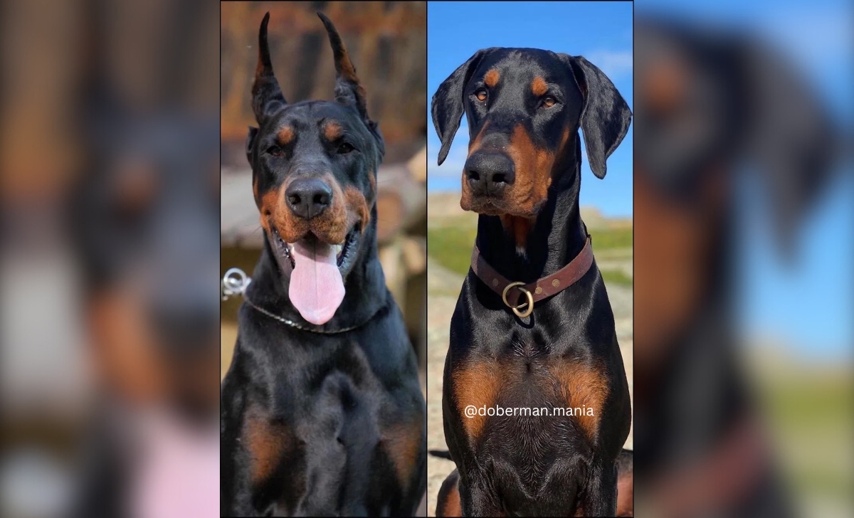 4 Reasons Why Do People Crop Dogs' Ears, And Is It Ok To Do