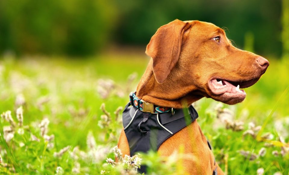 Vizsla Growth Chart: How Big Is My Puppy Going To Be?