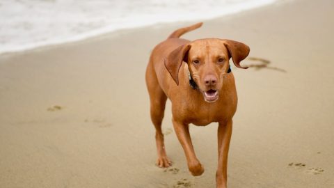Vizsla Growth Chart: How Big Is My Puppy Going To Be?