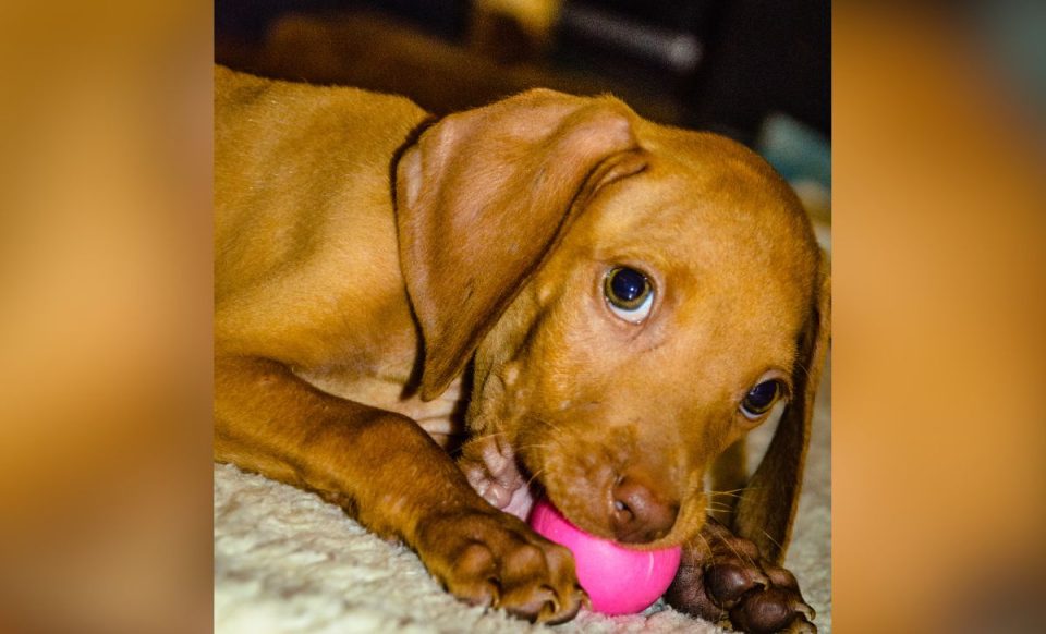 Vizsla Growth Chart: How Big Is My Puppy Going To Be?