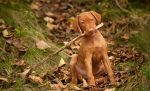 Vizsla Growth Chart: How Big Is My Puppy Going To Be?