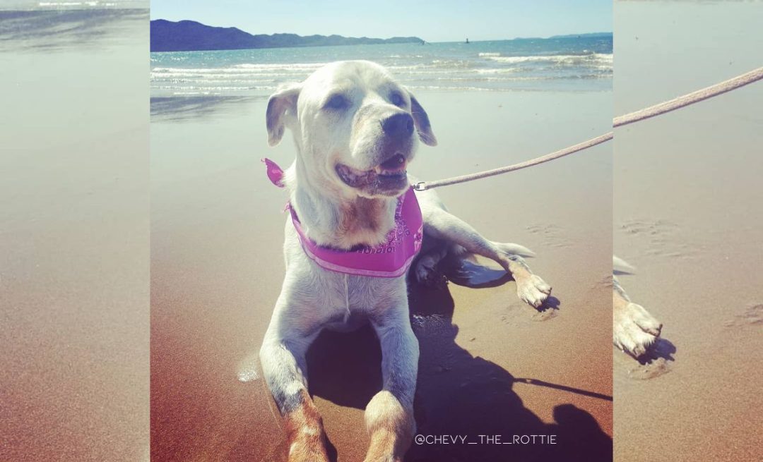 7 Rottweiler Colors You Never Knew Existed (With Pictures)