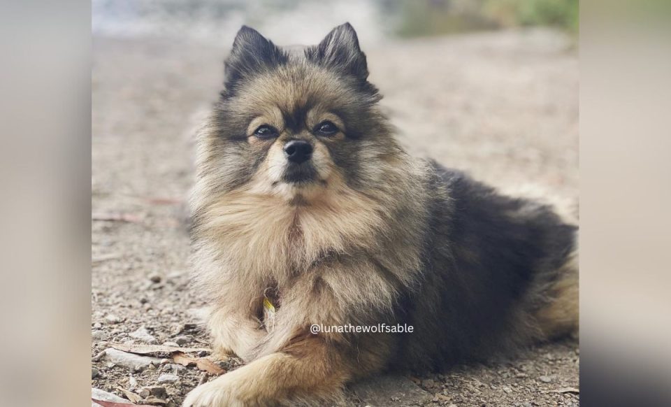 The 25 Absolutely Stunning Pomeranian Colors (With Pictures)