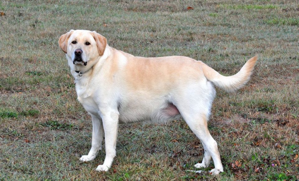 All 7 Labrador Retriever Colors And The Fun Genetics Behind Them